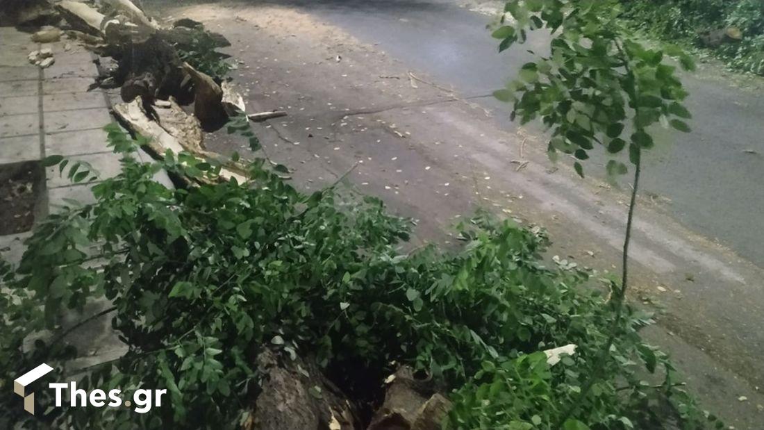 Θεσσαλονίκη: Επεσε μεγάλο πεύκο στην αυλή σχολείου · euosmos.gr