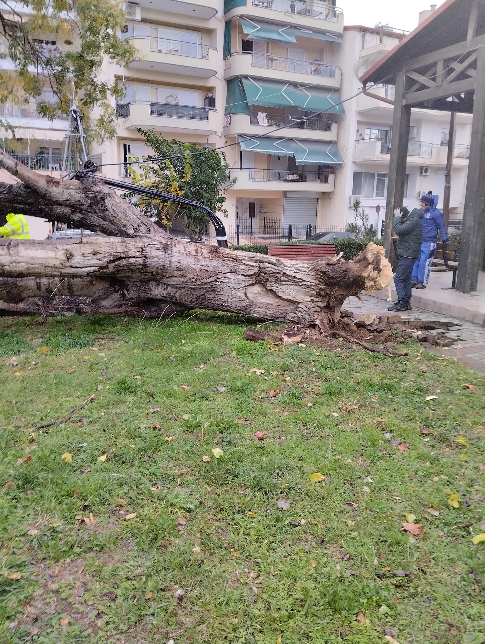 Εύοσμος: Πτώση δέντρου στο Πάρκο Ελπίδας (Εικόνα) · euosmos.gr